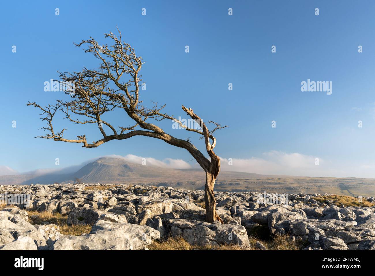Old bent tree on Twisleton Scar, looking across to Ingleton, Yorkshire ...