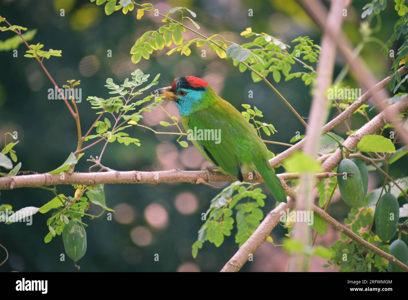 Asian Blue-throated barbet bird sitting on a tree Stock Photo - Alamy