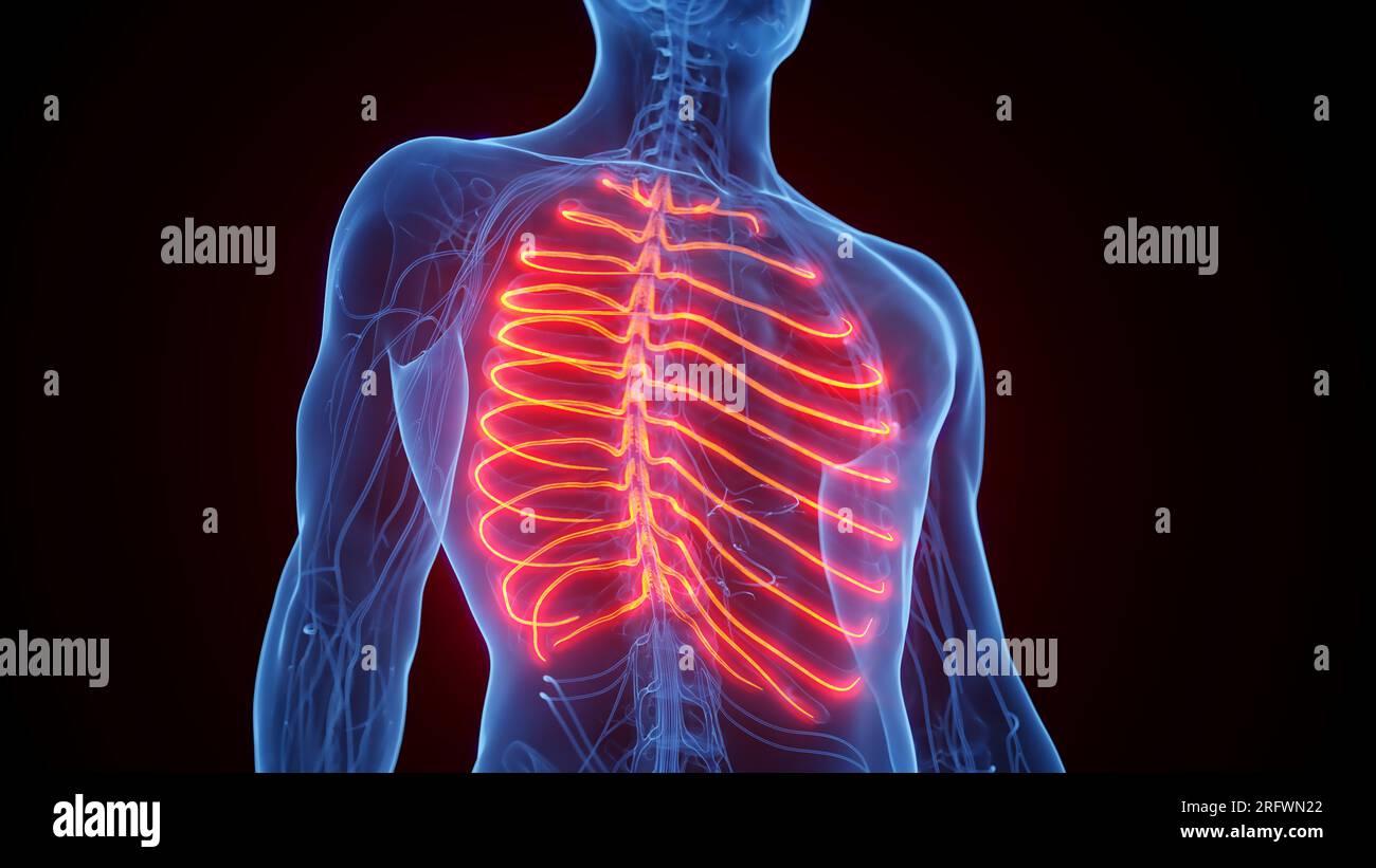 Intercostal nerves, illustration Stock Photo - Alamy
