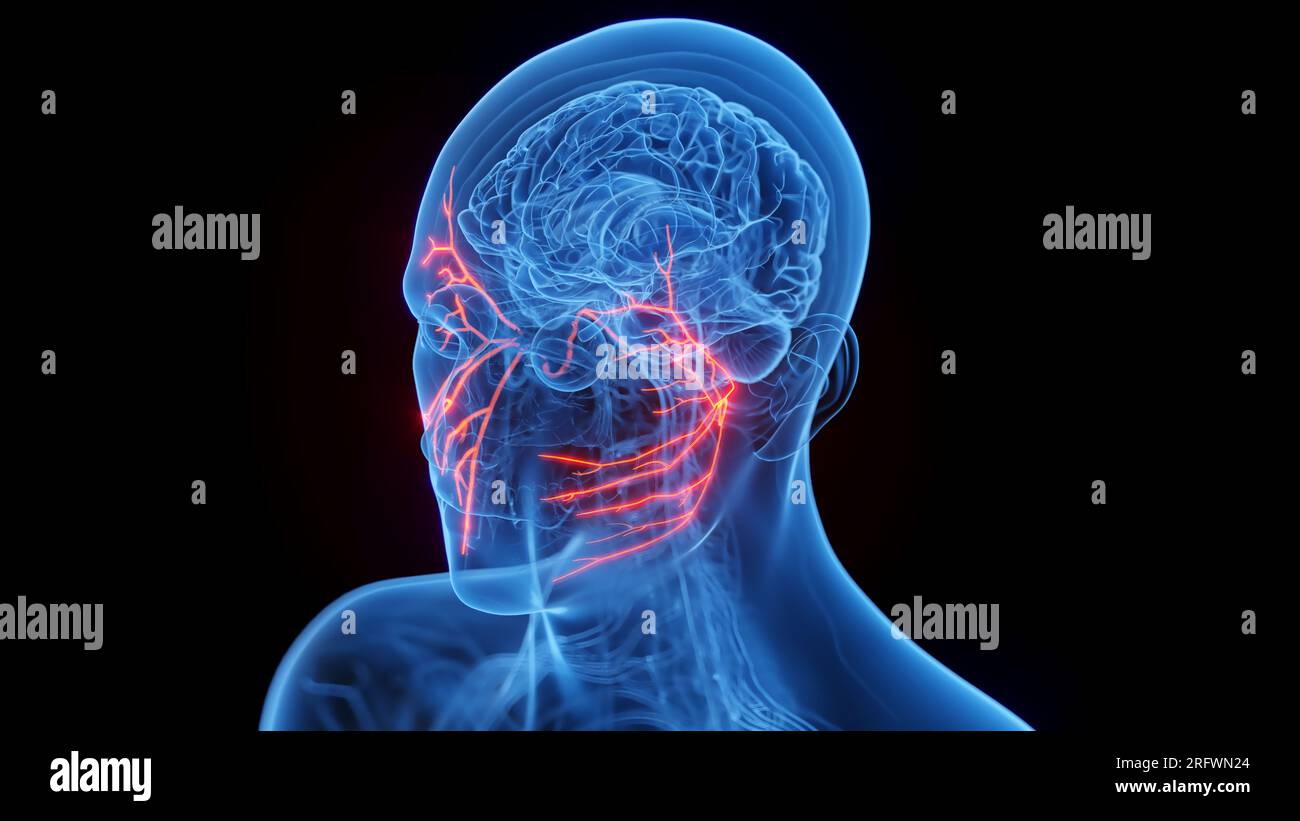 Facial nerves hi-res stock photography and images - Alamy