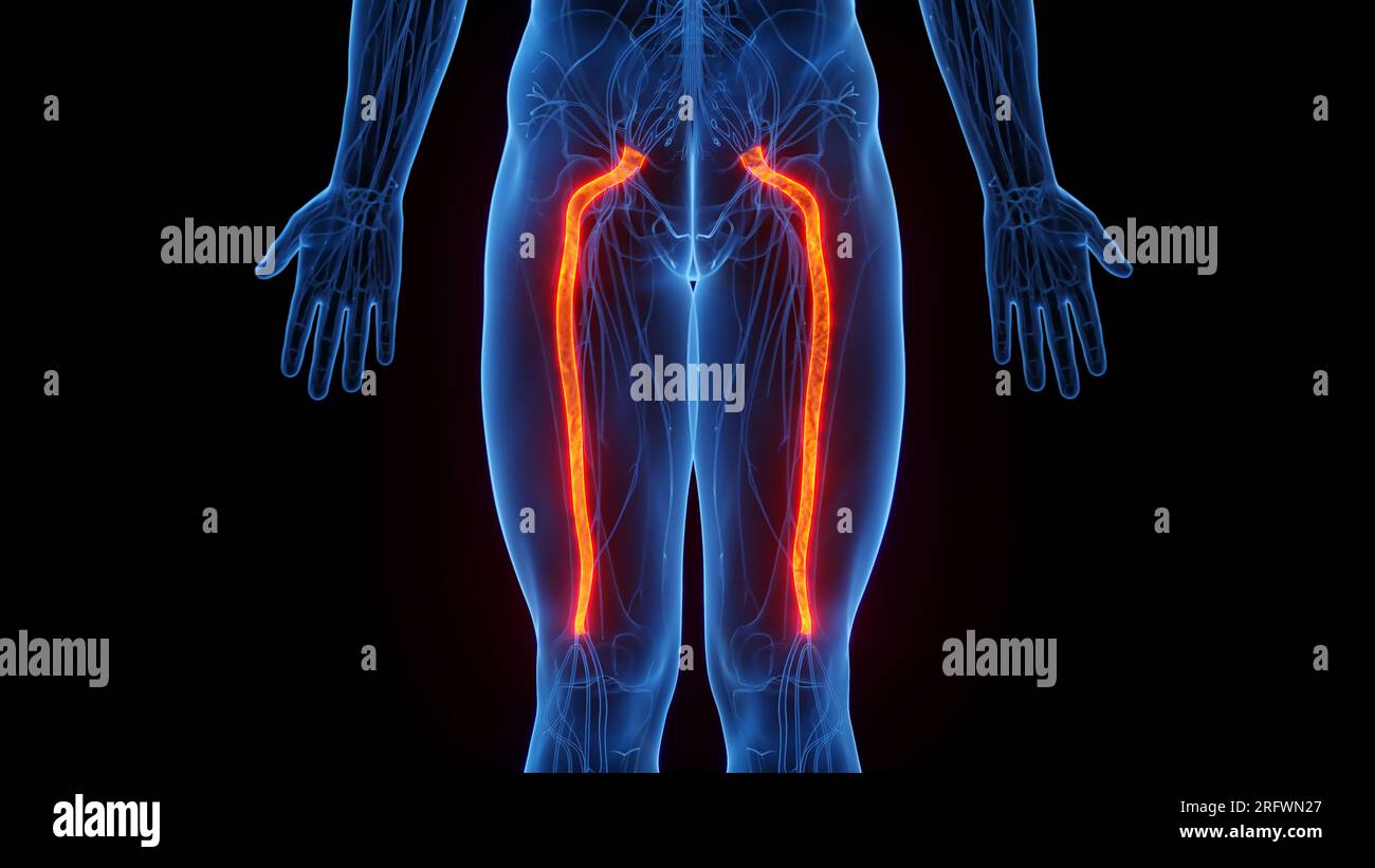 Sciatic nerves, illustration Stock Photo - Alamy