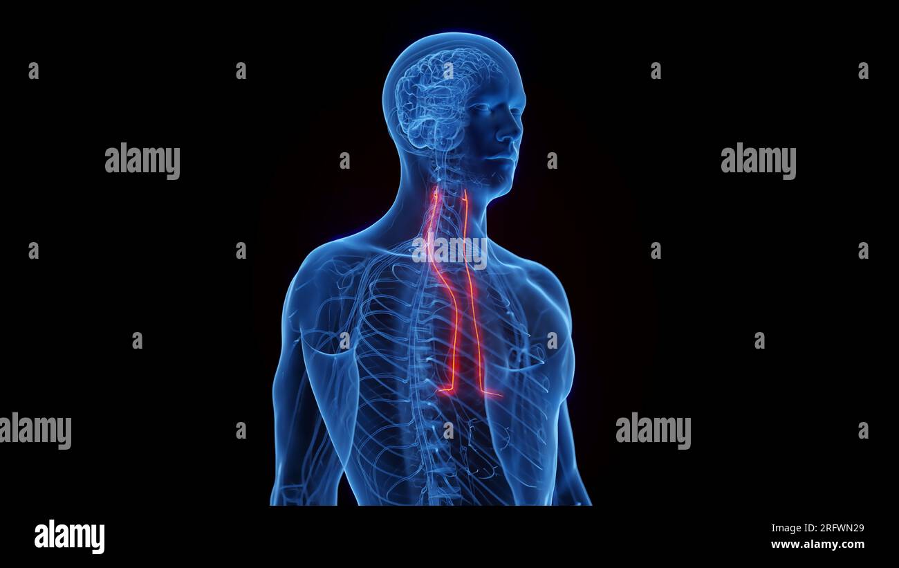 Phrenic nerves, illustration Stock Photo - Alamy