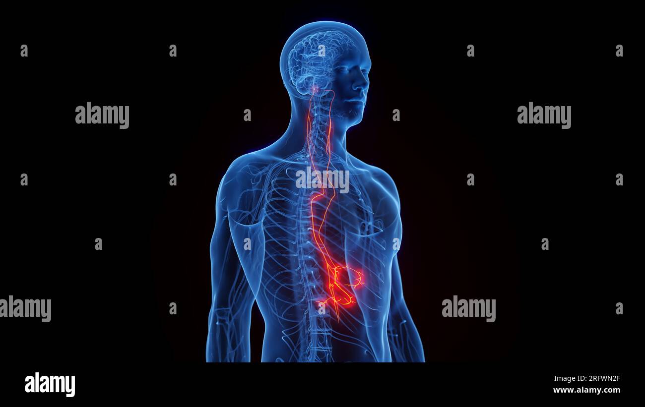Parasympathetic nerves hi-res stock photography and images - Alamy