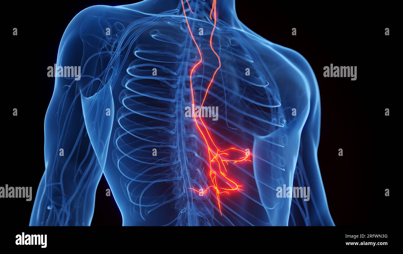 Vagus nerves, illustration Stock Photo - Alamy