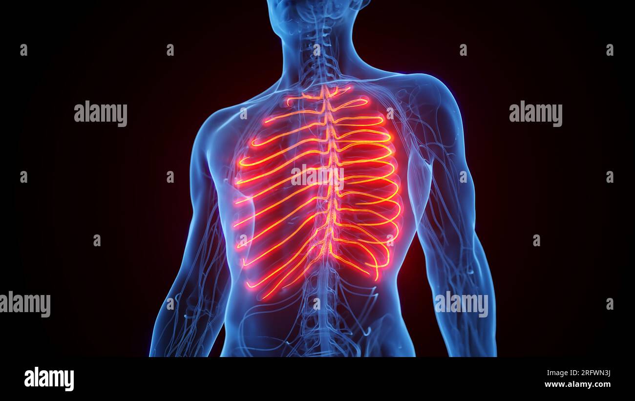 Intercostal nerves, illustration Stock Photo - Alamy