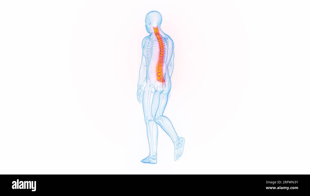 Spine while walking, illustration Stock Photo - Alamy