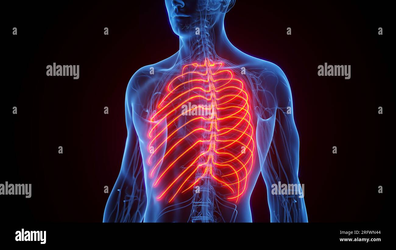 Intercostal nerves, illustration Stock Photo - Alamy