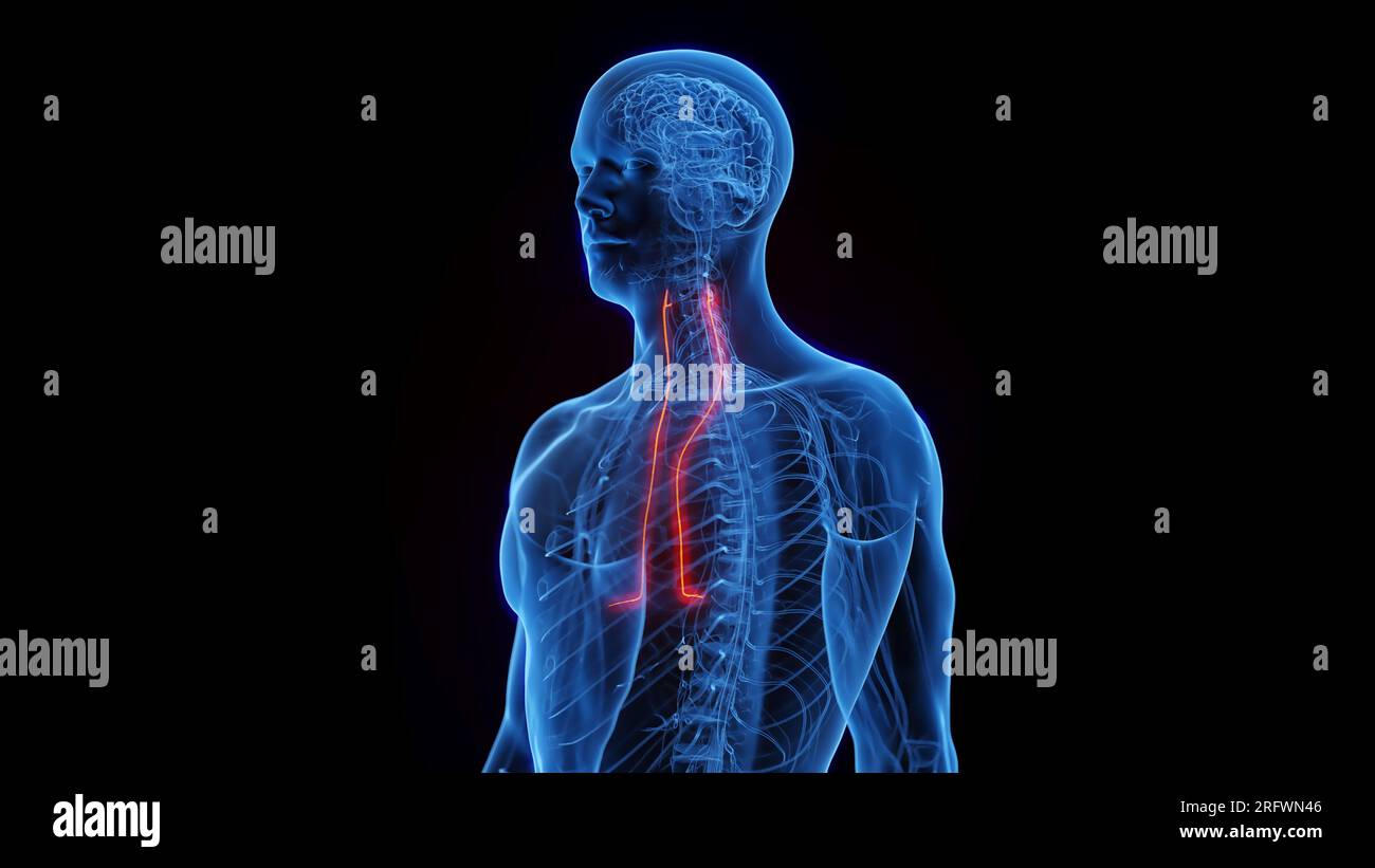 Phrenic nerves, illustration Stock Photo - Alamy