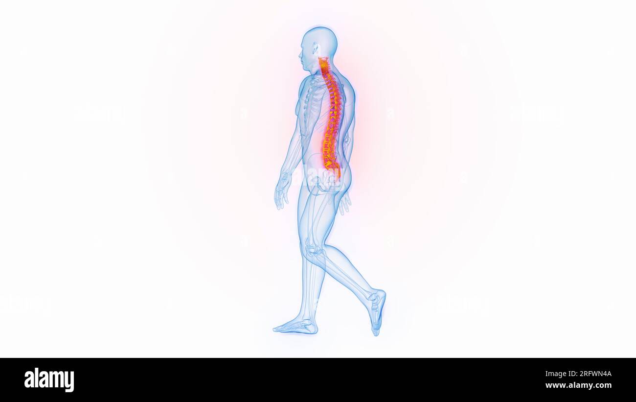 Spine while walking, illustration Stock Photo - Alamy