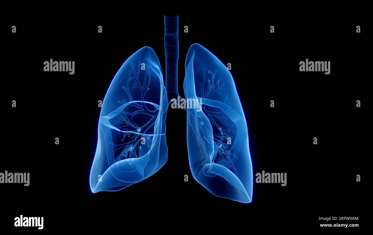 Illustration of right and left human lungs hi-res stock photography and ...
