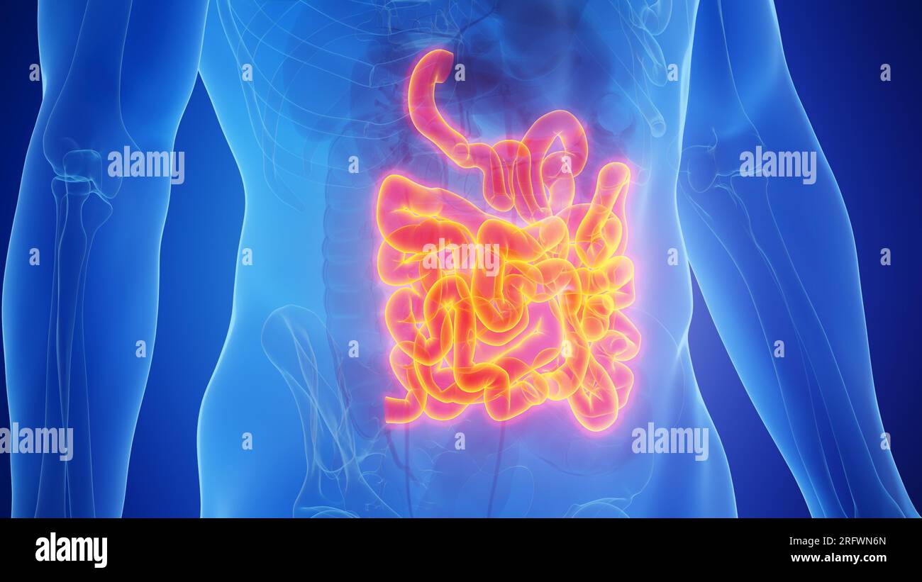 Small intestines, illustration Stock Photo - Alamy