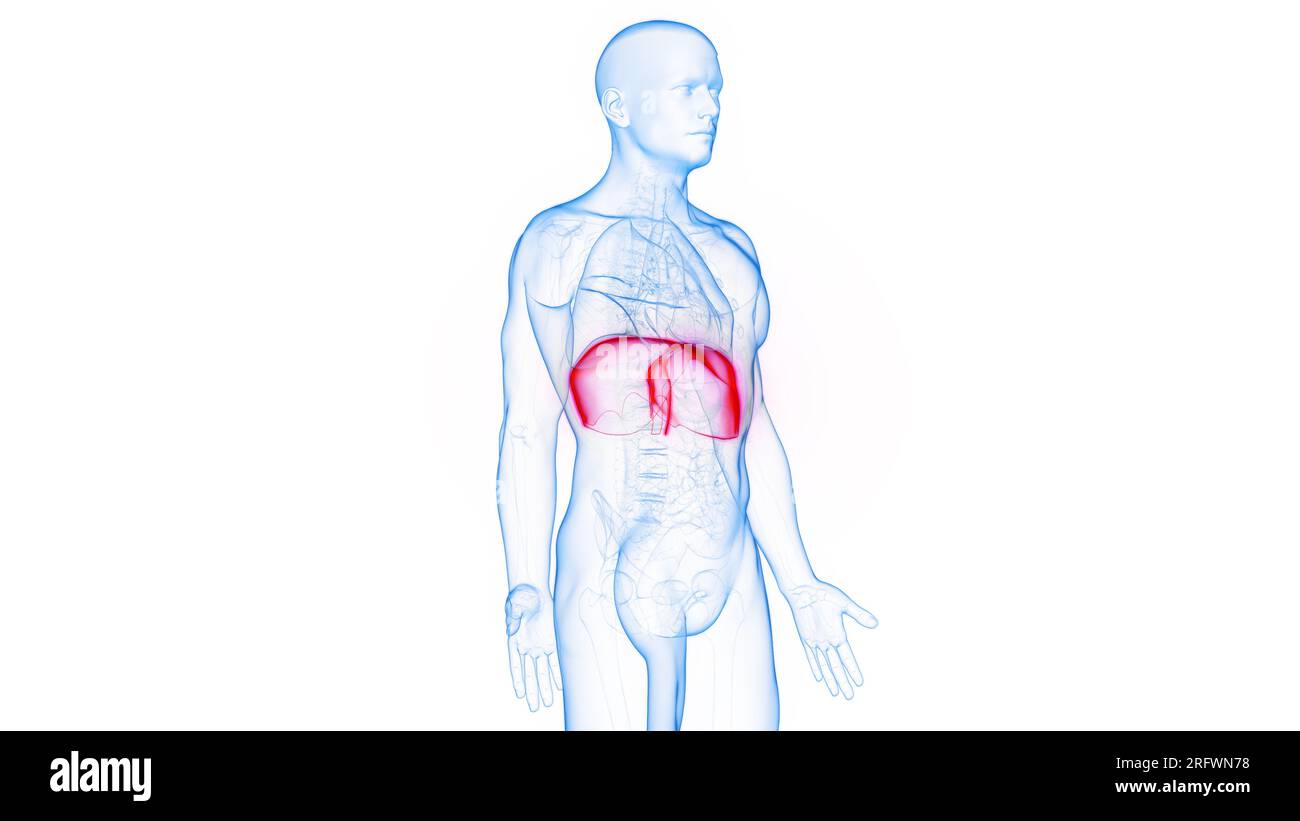 Diaphragm side hi-res stock photography and images - Alamy