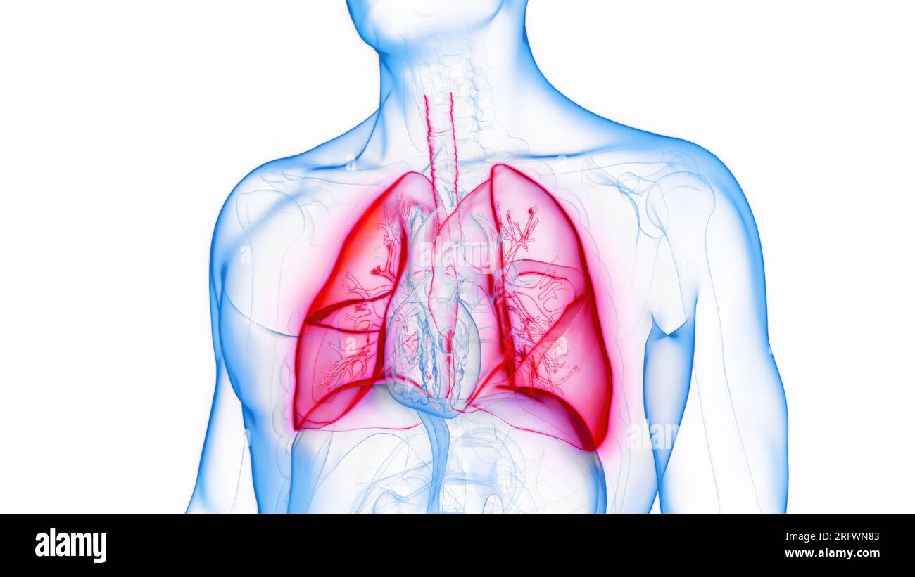 Left lung side view hi-res stock photography and images - Alamy