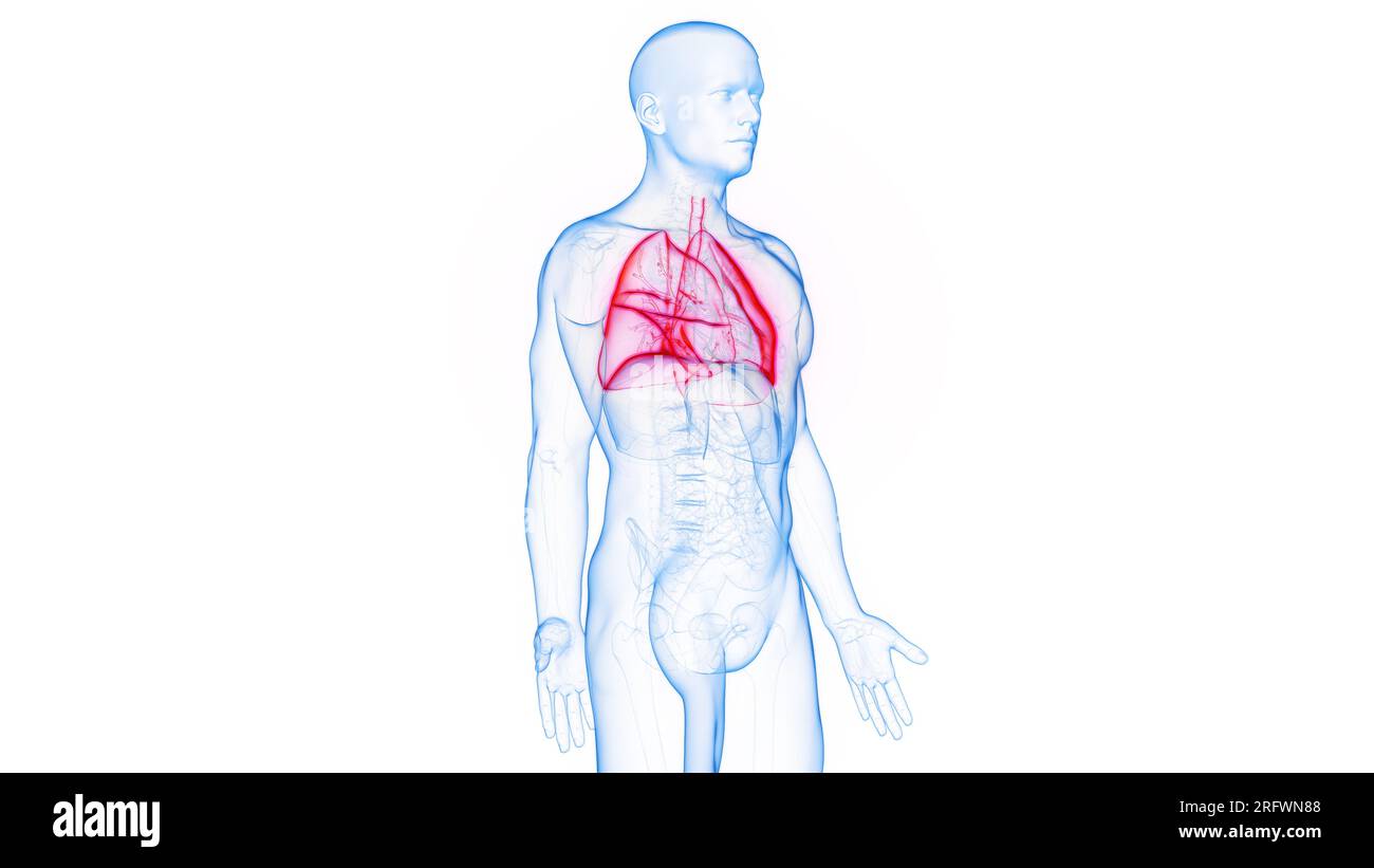 Left lung side view hi-res stock photography and images - Alamy