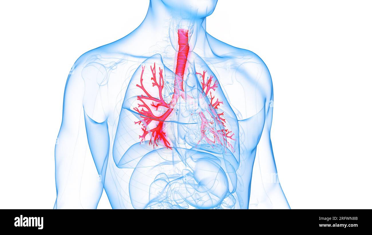 Bronchial tree, illustration Stock Photo - Alamy