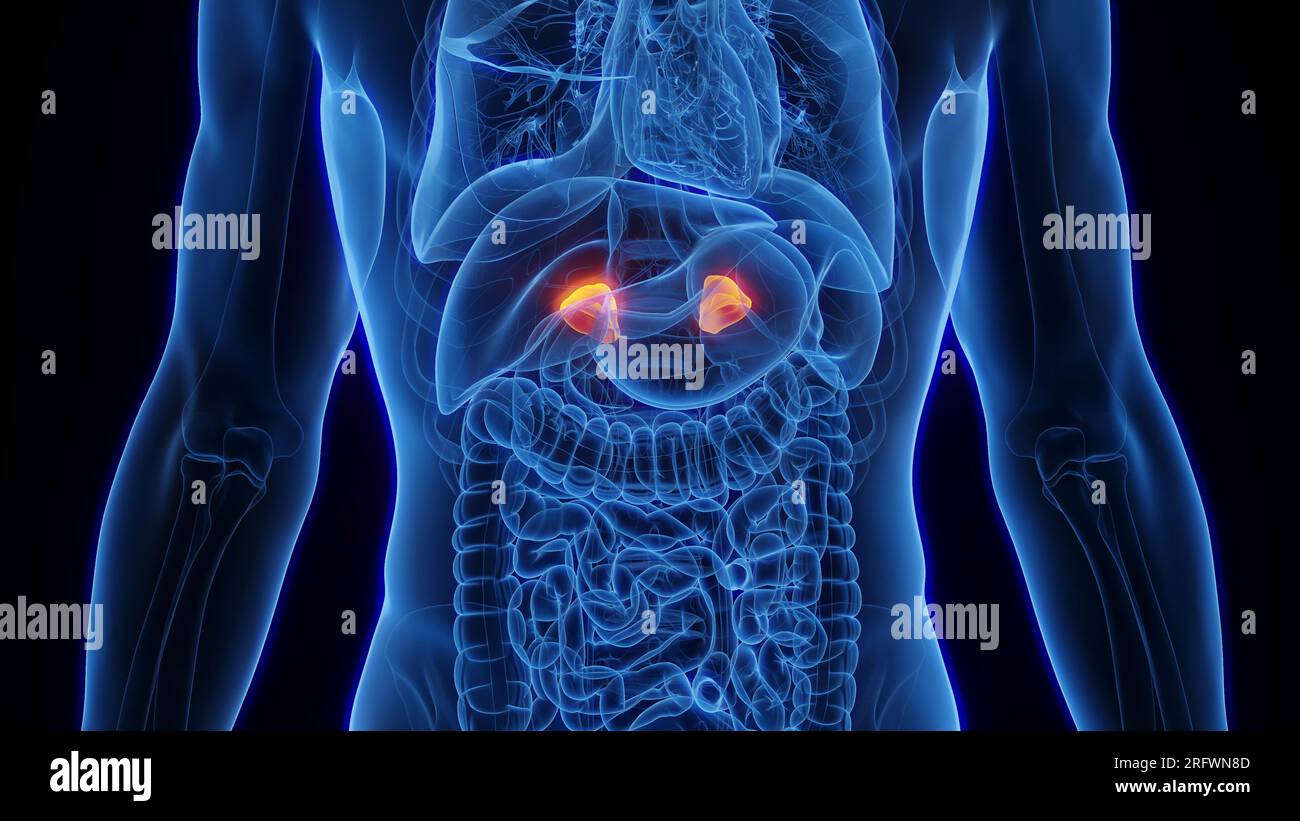 Adrenal glands, illustration Stock Photo - Alamy