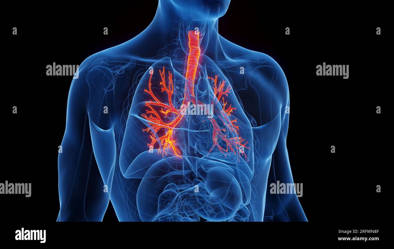 Bronchial tree, illustration Stock Photo - Alamy