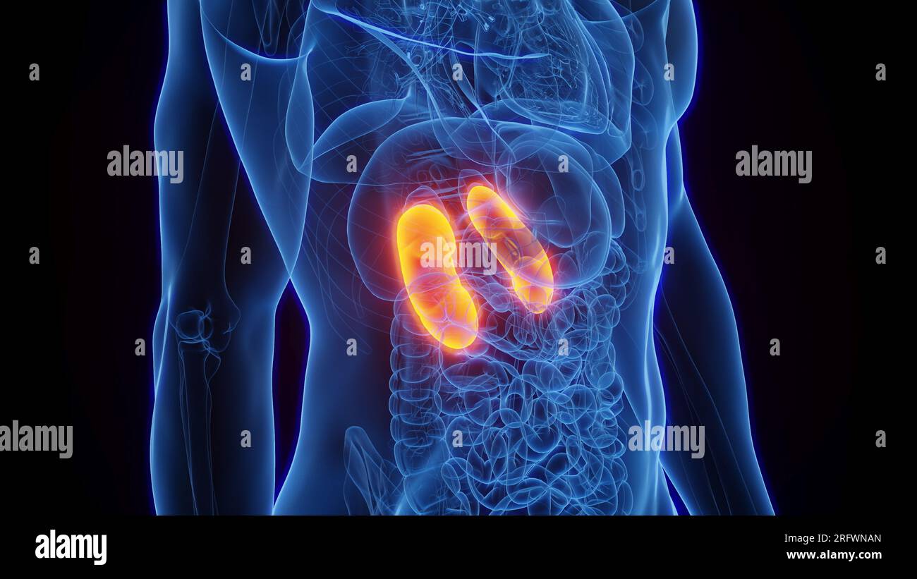 Male urinary system lateral view hi-res stock photography and images ...
