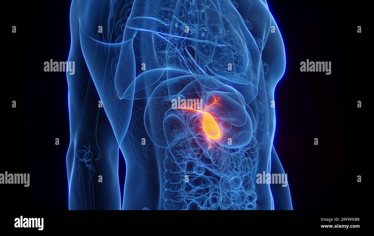 Gall bladder human transparent organ hi-res stock photography and ...
