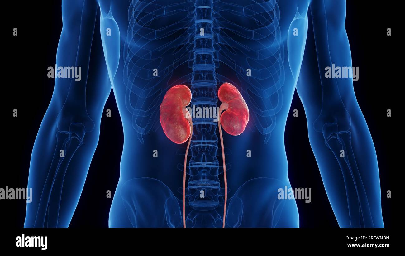 Lupus disease illustration hi-res stock photography and images - Alamy