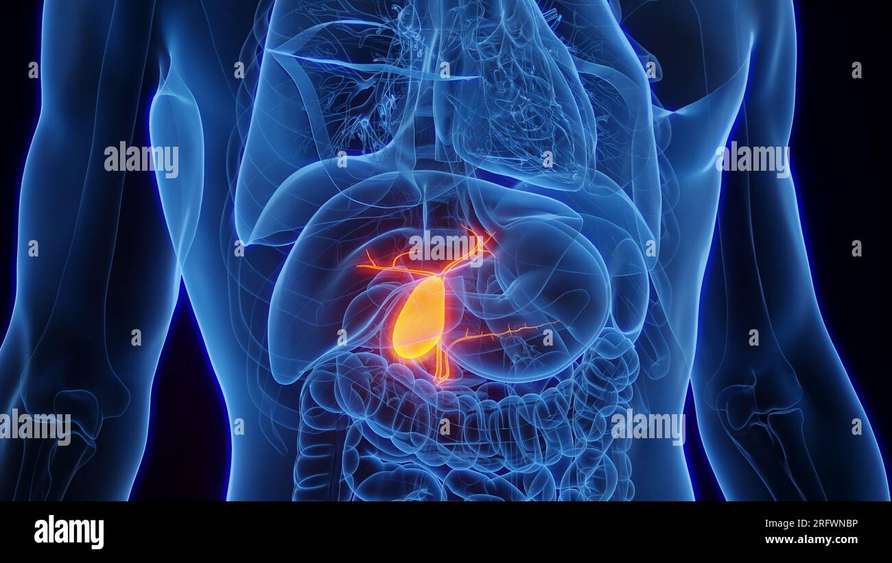 Gall bladder human transparent organ hi-res stock photography and ...