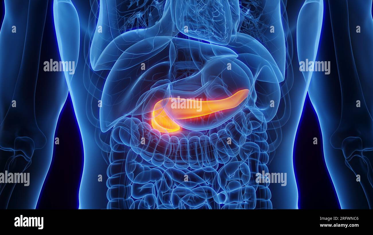 Tail of pancreas hi-res stock photography and images - Alamy