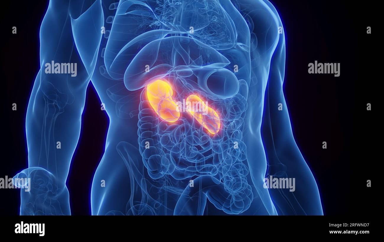 Kidney human body transparent hi-res stock photography and images - Alamy