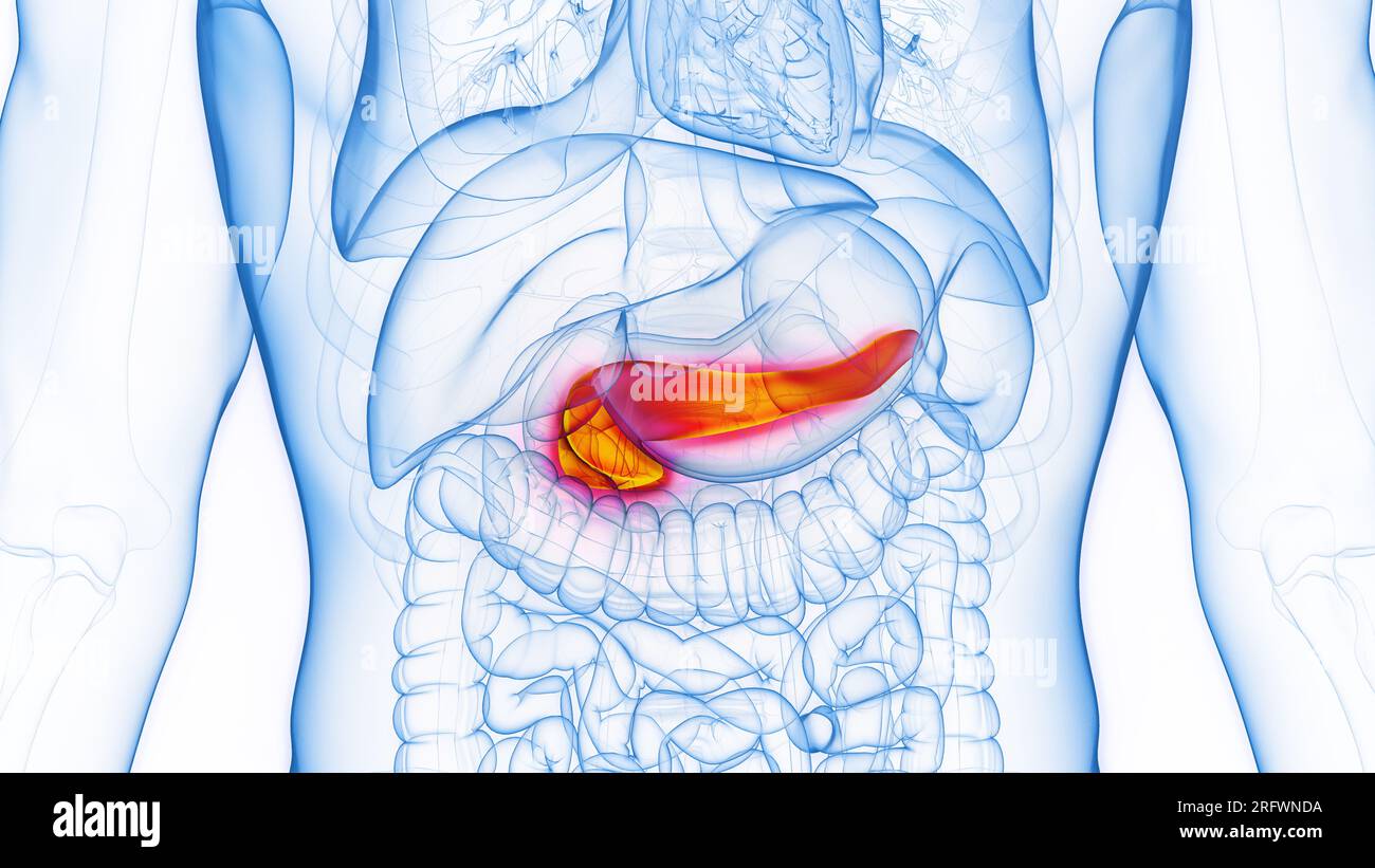 Tail of pancreas hi-res stock photography and images - Alamy