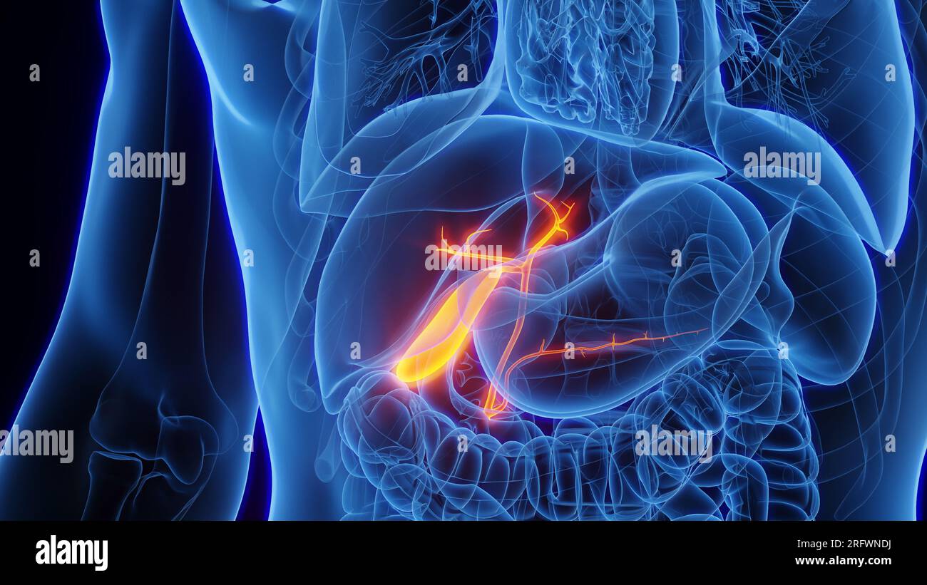 Gall bladder human transparent organ hi-res stock photography and ...