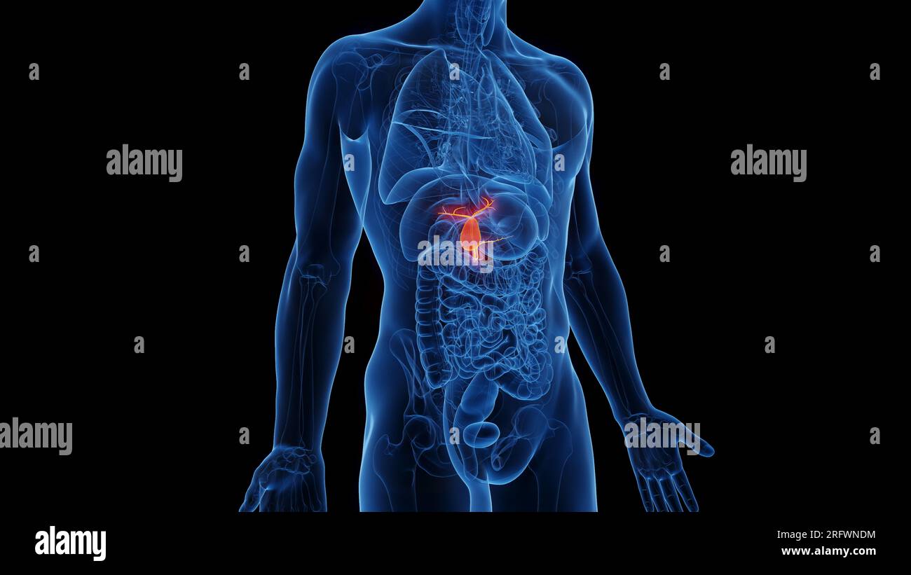 Gall bladder human transparent organ hi-res stock photography and ...