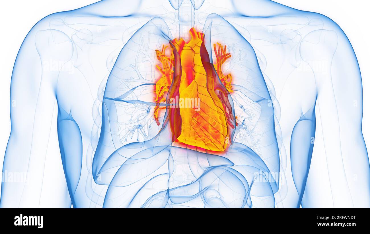 Cardiac apex hi-res stock photography and images - Alamy