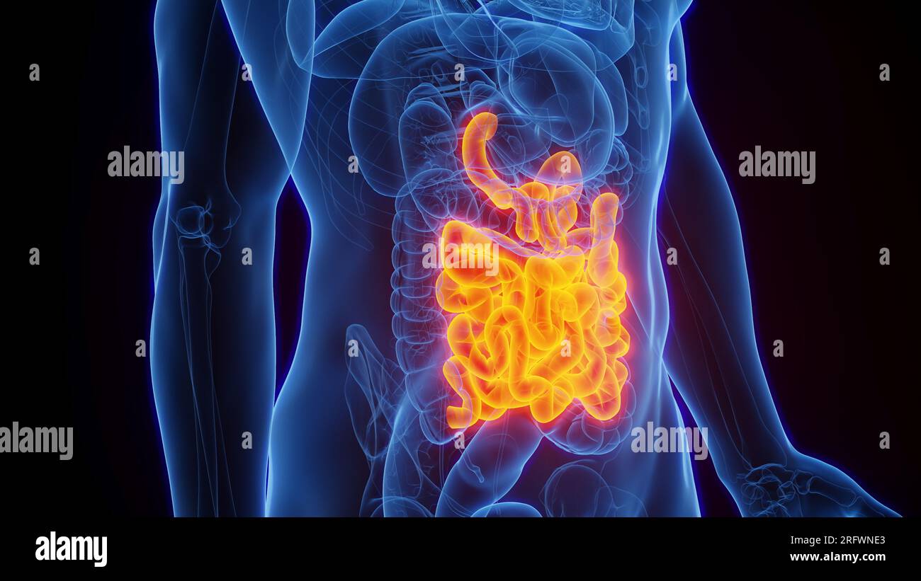Human digestive small intestine side hi-res stock photography and ...