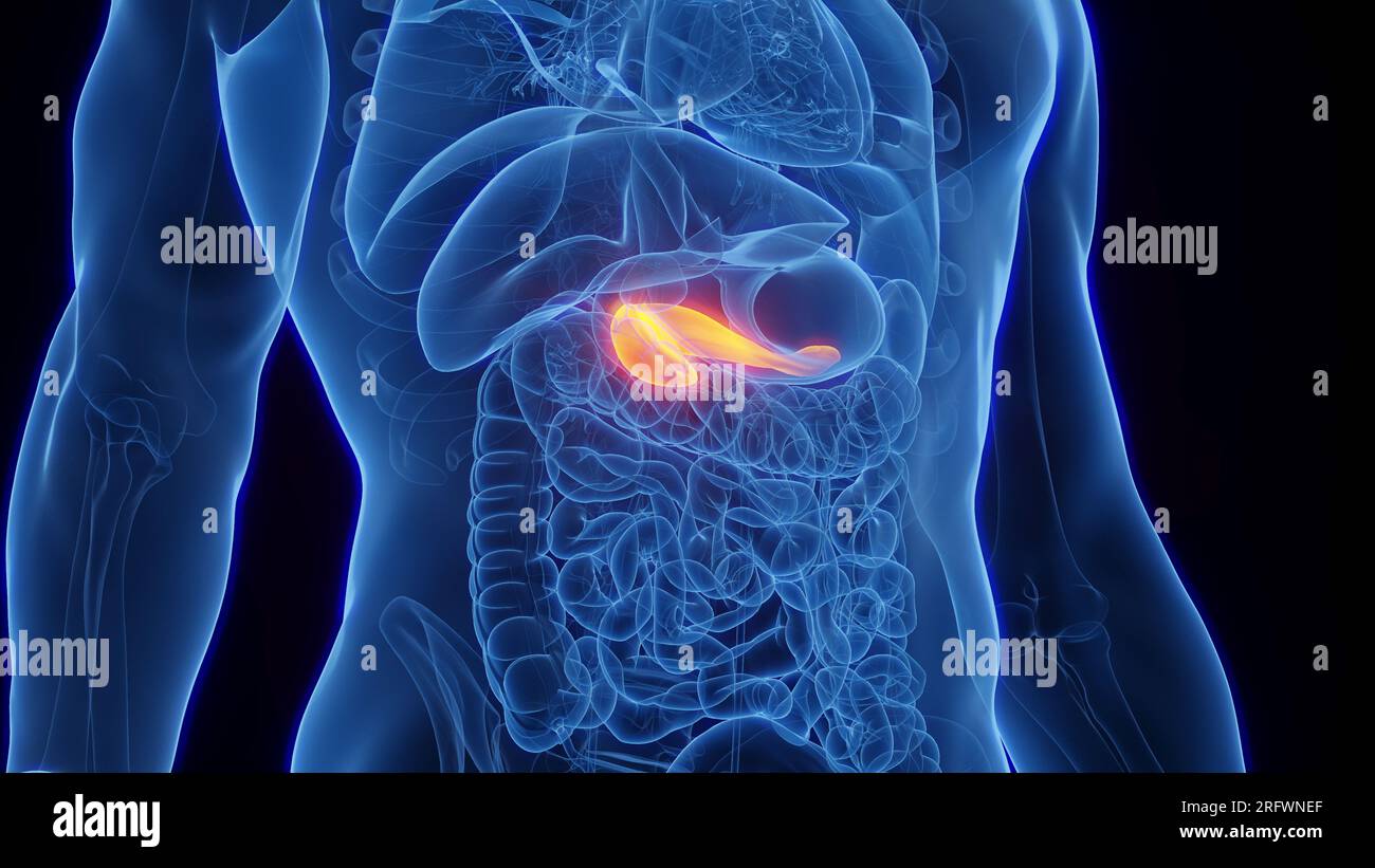 Tail of pancreas hi-res stock photography and images - Alamy