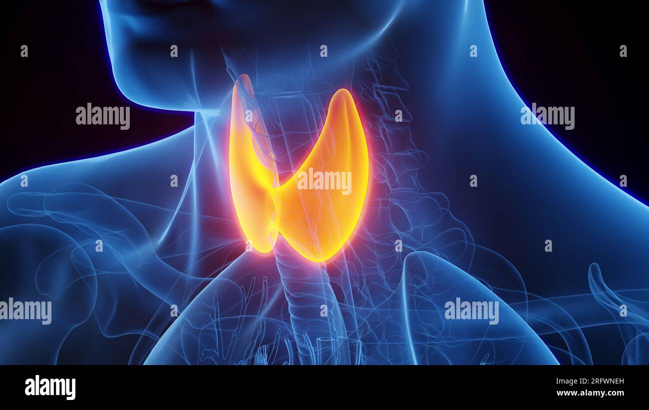 Thyroid lobes hi-res stock photography and images - Alamy