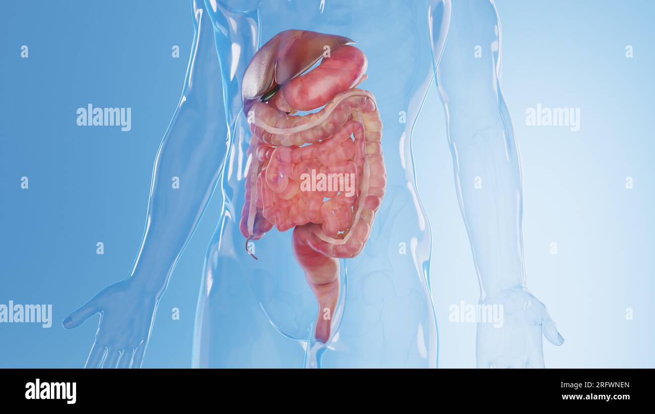 Digestive system, illustration Stock Photo - Alamy