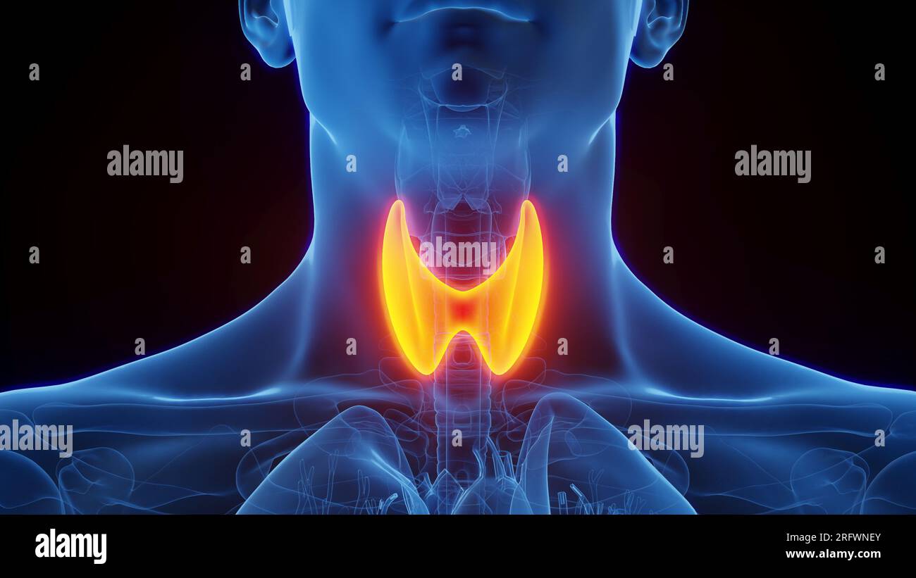 Thyroid lobes hi-res stock photography and images - Alamy