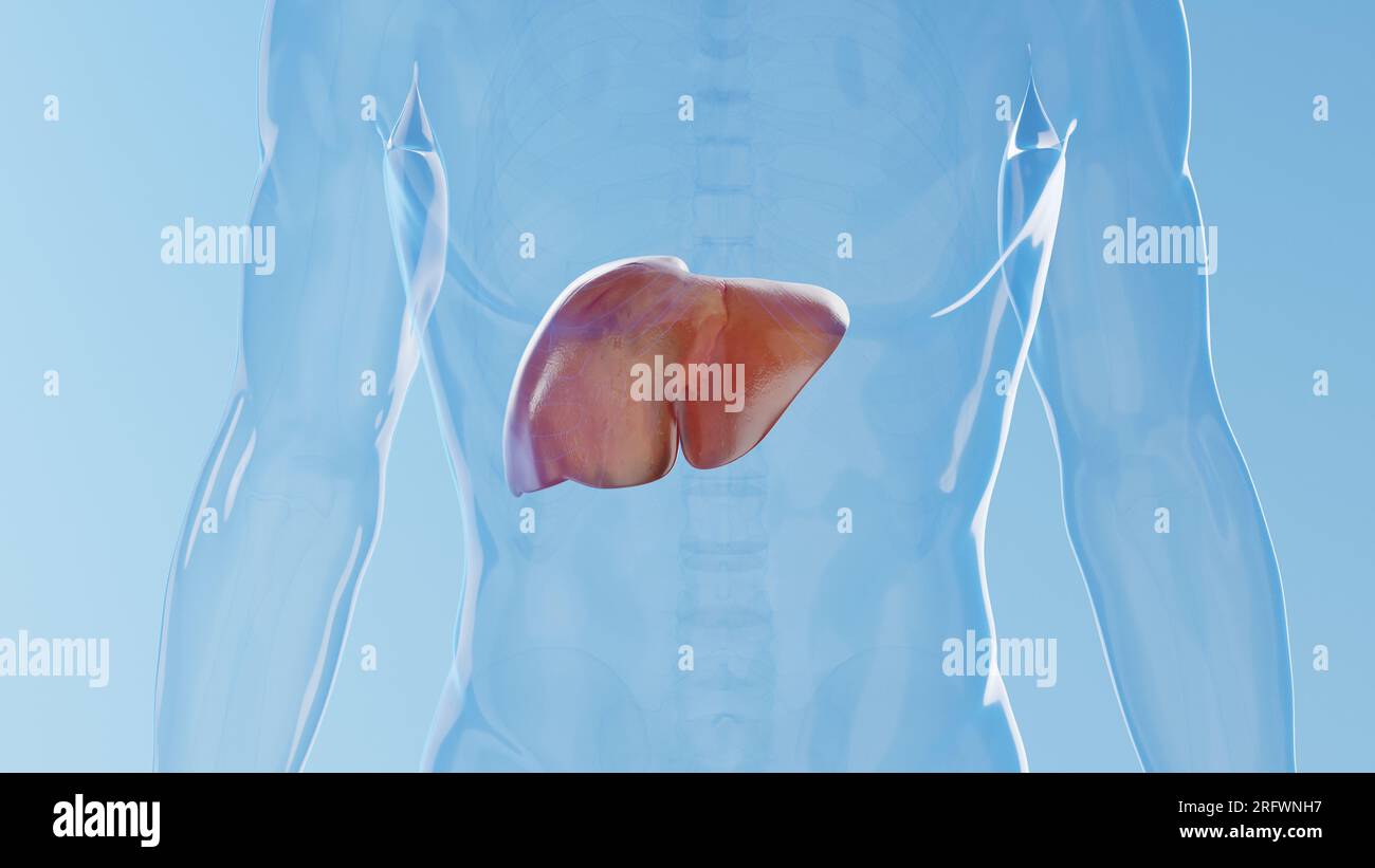 Left liver lobe hi-res stock photography and images - Alamy