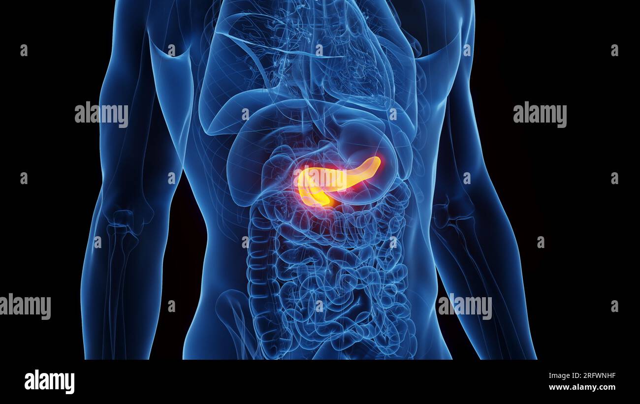 Human body graphic hi-res stock photography and images - Alamy