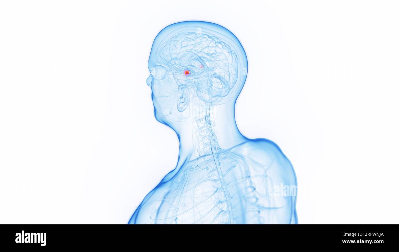 Amygdaloid nuclei hi-res stock photography and images - Alamy