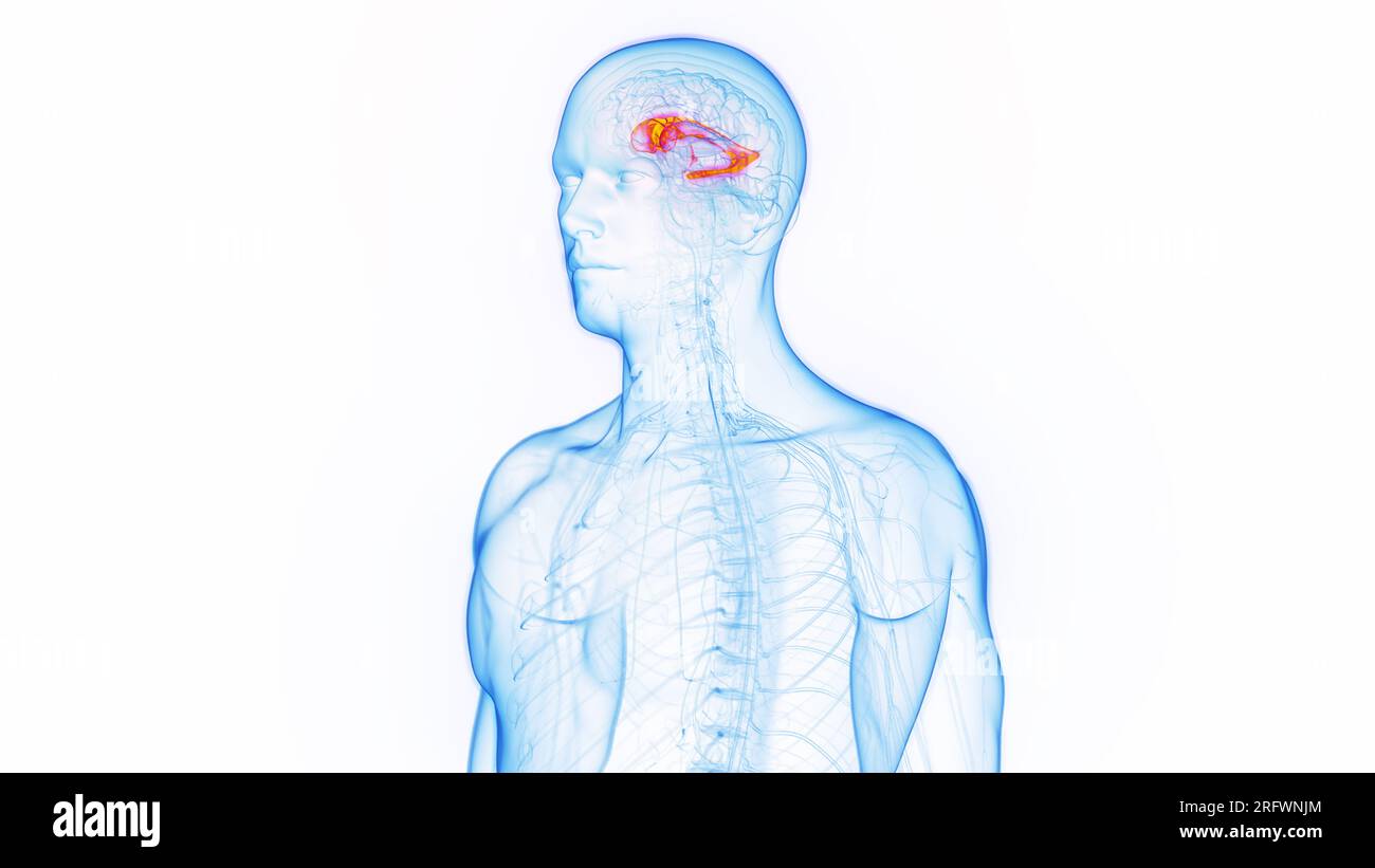 Frontal horn of lateral ventricle hi-res stock photography and images ...