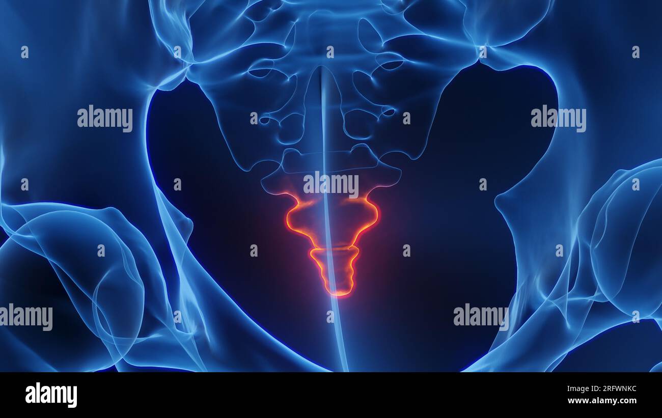 Coccyx tail hi-res stock photography and images - Alamy