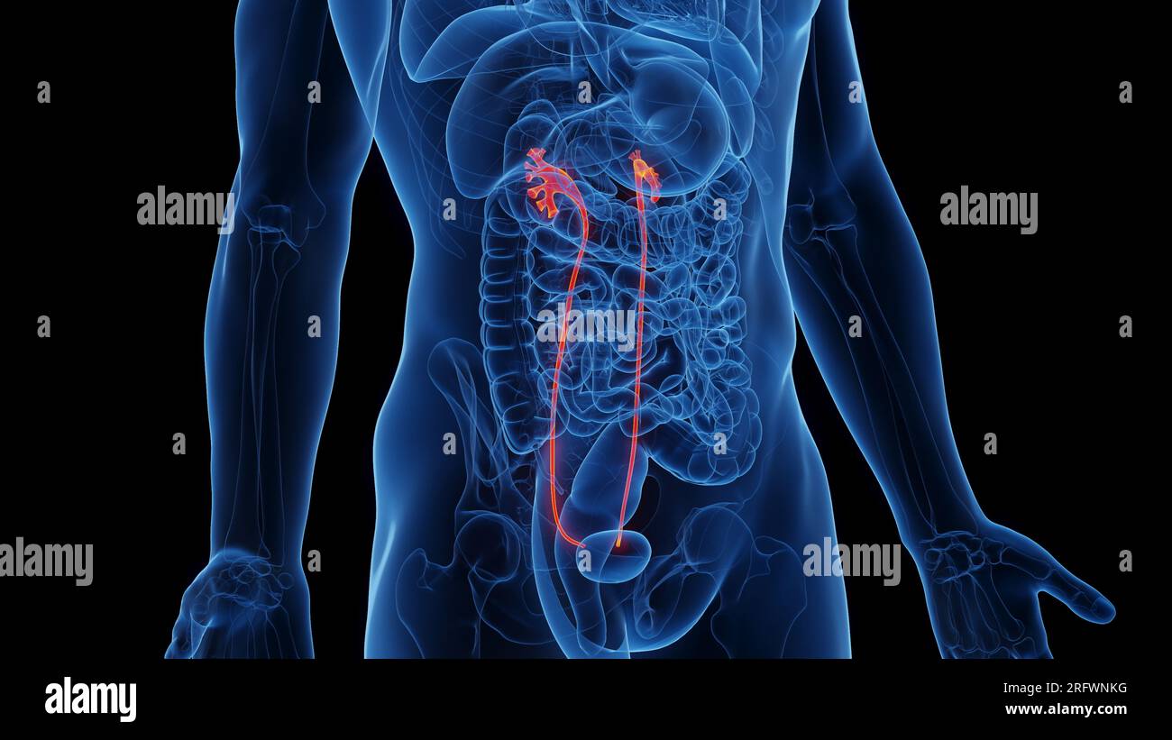 Human body graphic hi-res stock photography and images - Alamy