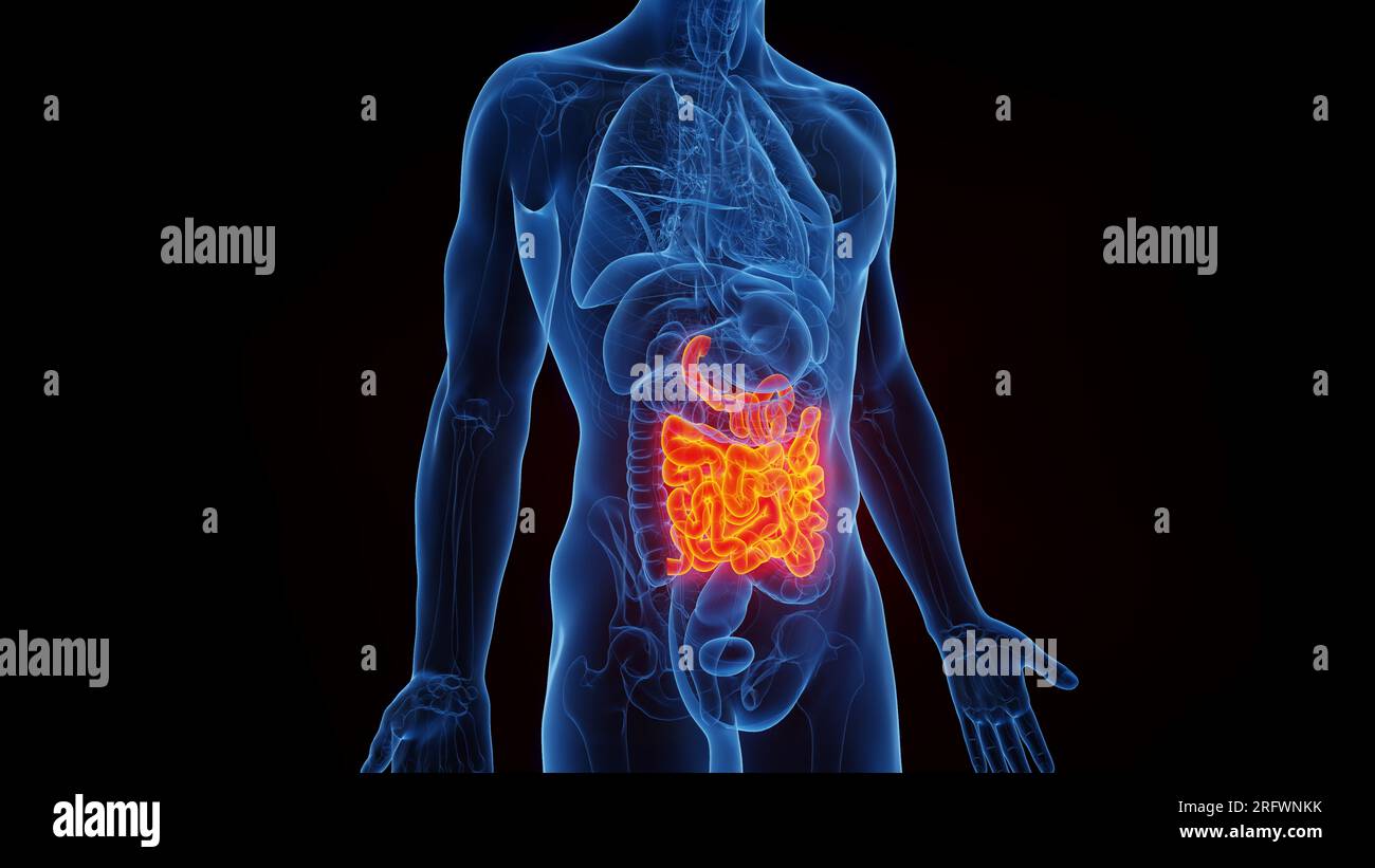 Small intestine, illustration Stock Photo - Alamy