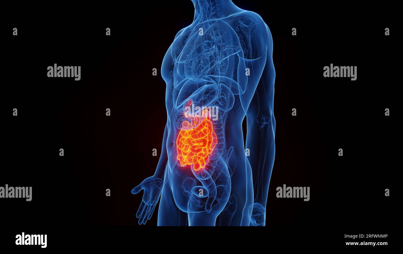 Human digestive small intestine side hi-res stock photography and ...
