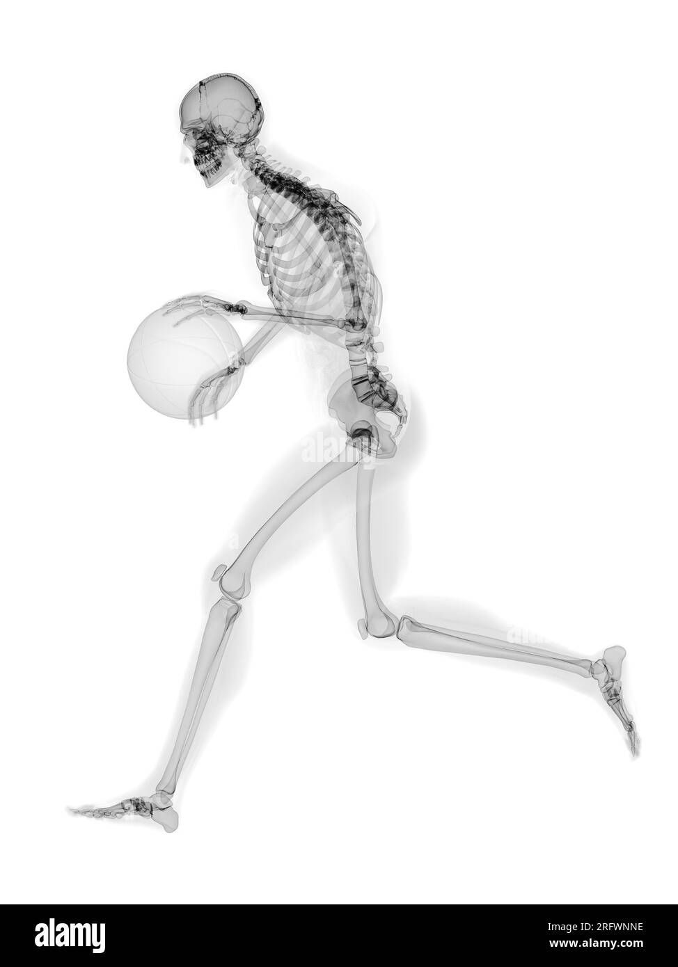Skeleton of a basketball player, illustration Stock Photo - Alamy
