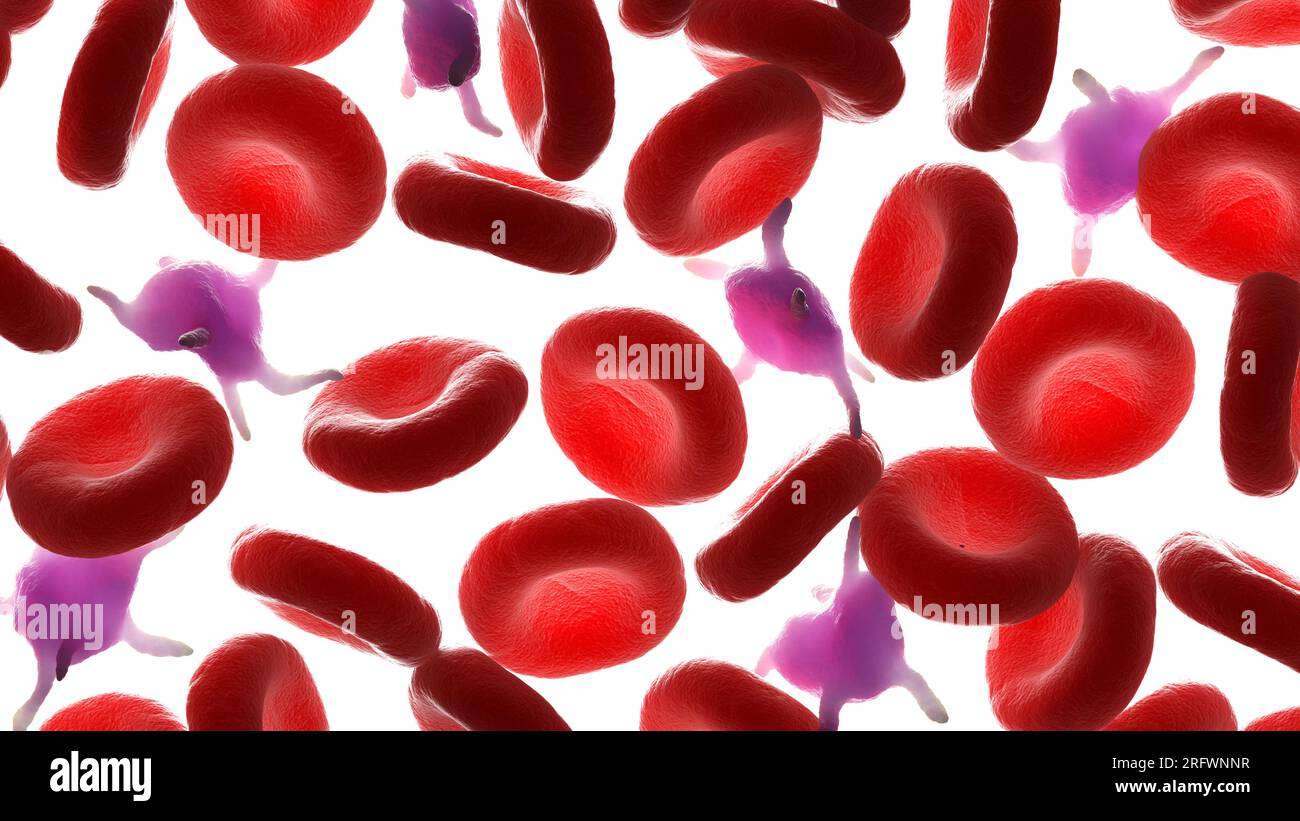 Blood cells and activated platelets, illustration Stock Photo - Alamy