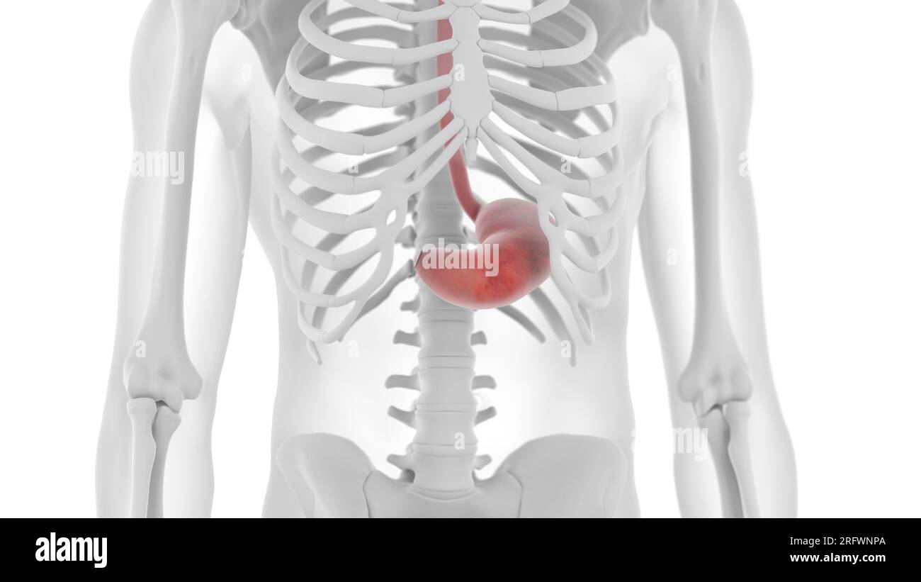 Rib cage organs hi-res stock photography and images - Alamy