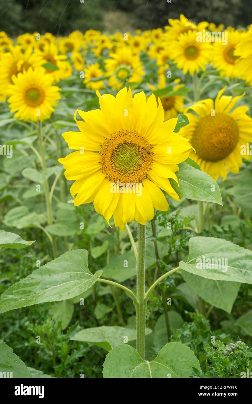 Blooming sunflower field at the edge of the forest in Germany Stock ...
