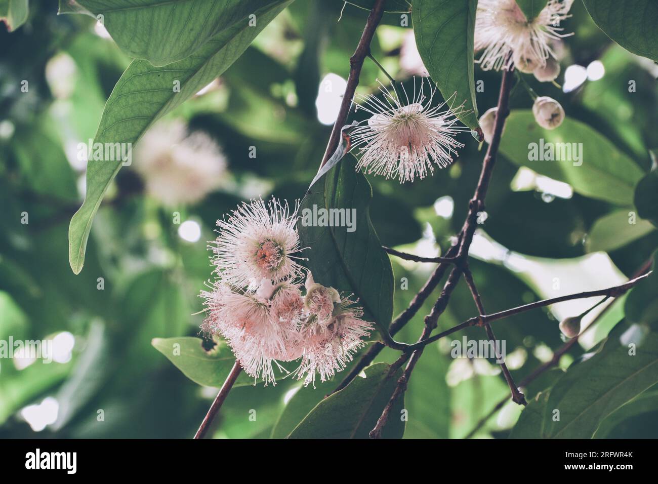 Apple flower hi-res stock photography and images - Alamy