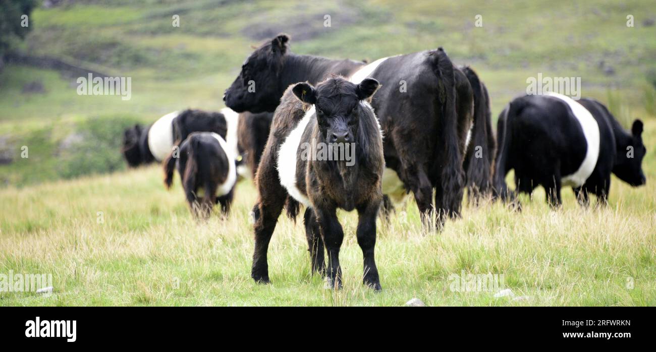 Hardknott Pass, Cumbria, UK, 6th August 2023. A sunny day with showers ...